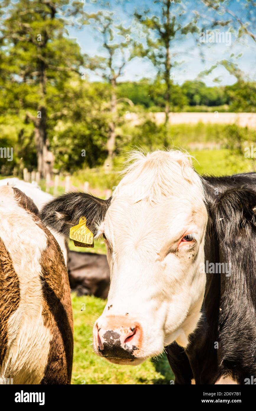 Living with damp hi-res stock photography and images - Alamy