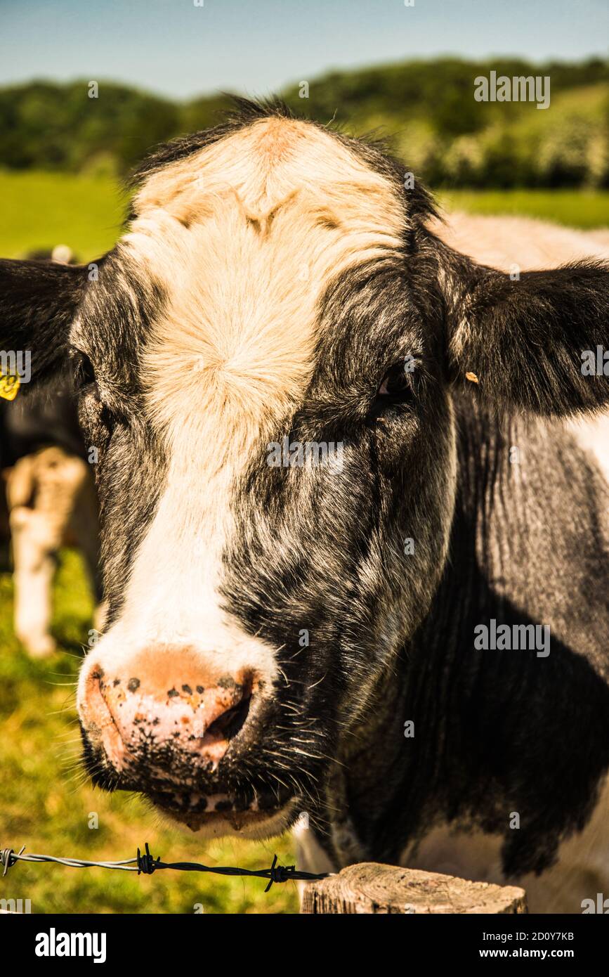 Cow looking over fence hi-res stock photography and images - Alamy