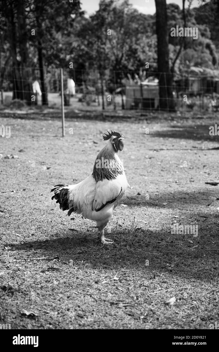 Rooster hen chicken in Black and White Stock Photos & Images - Alamy