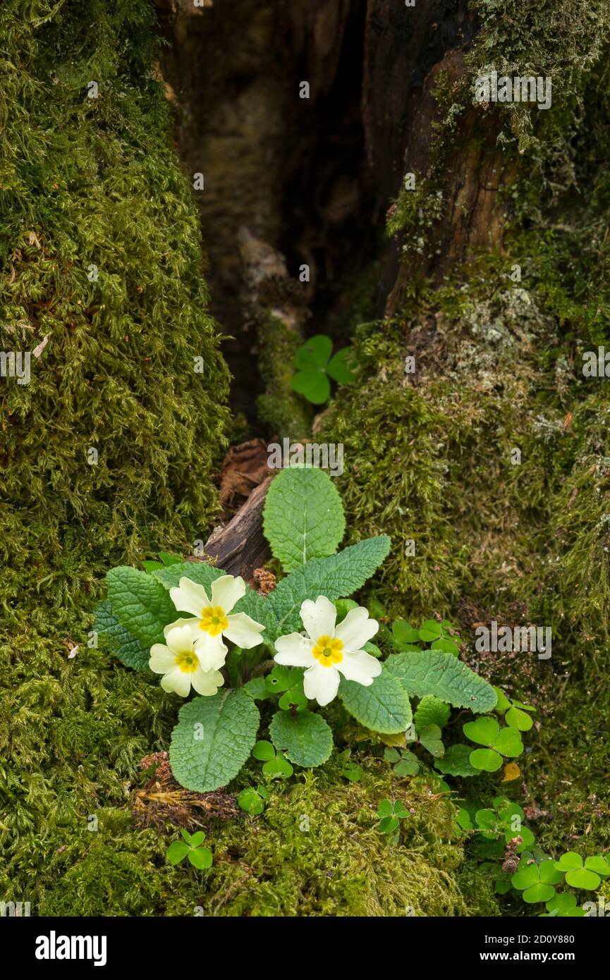 Primrose tree hi-res stock photography and images - Alamy