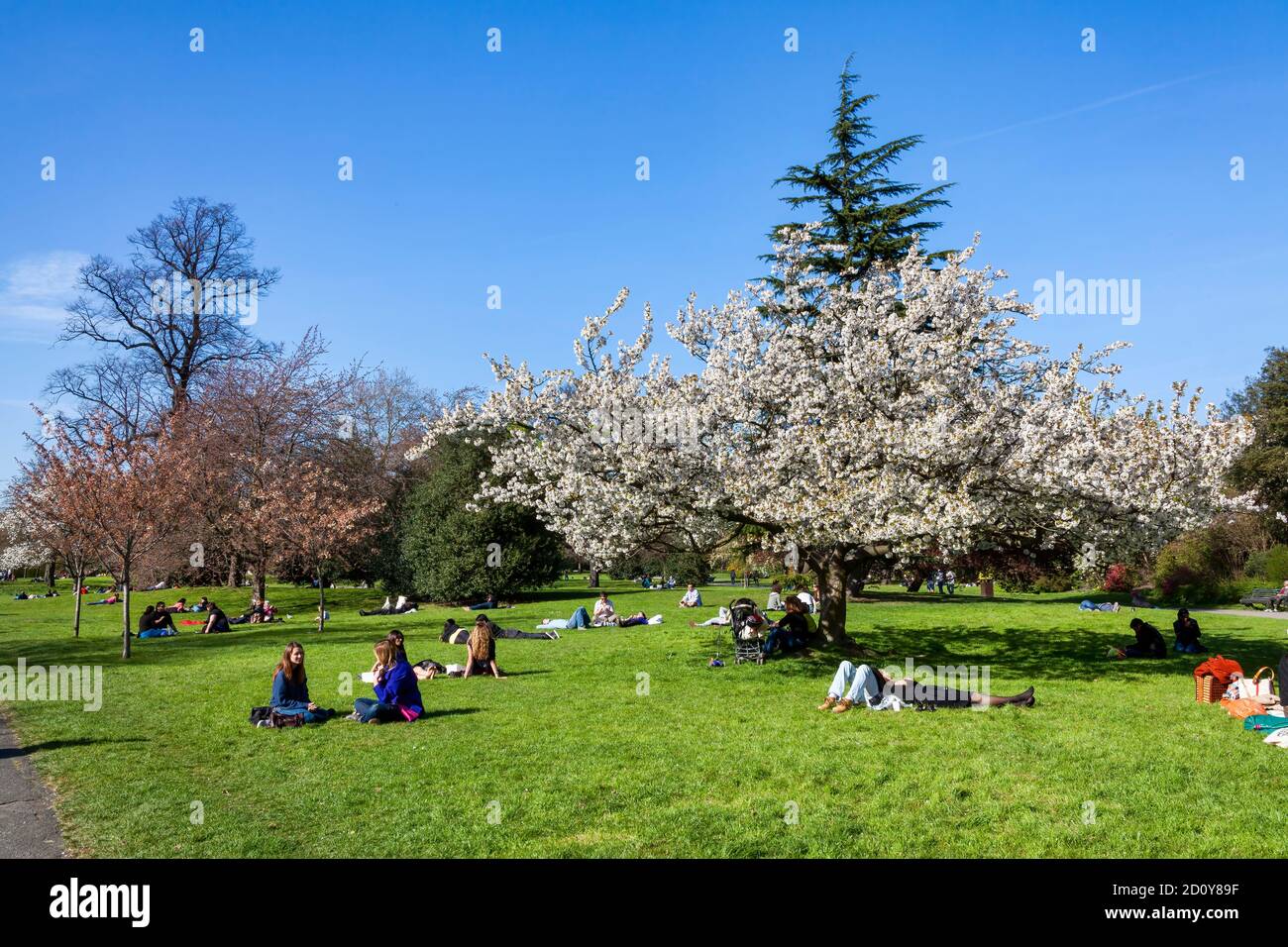 London, UK, April 1, 2012 : Regents Park with a spring prunus white ...