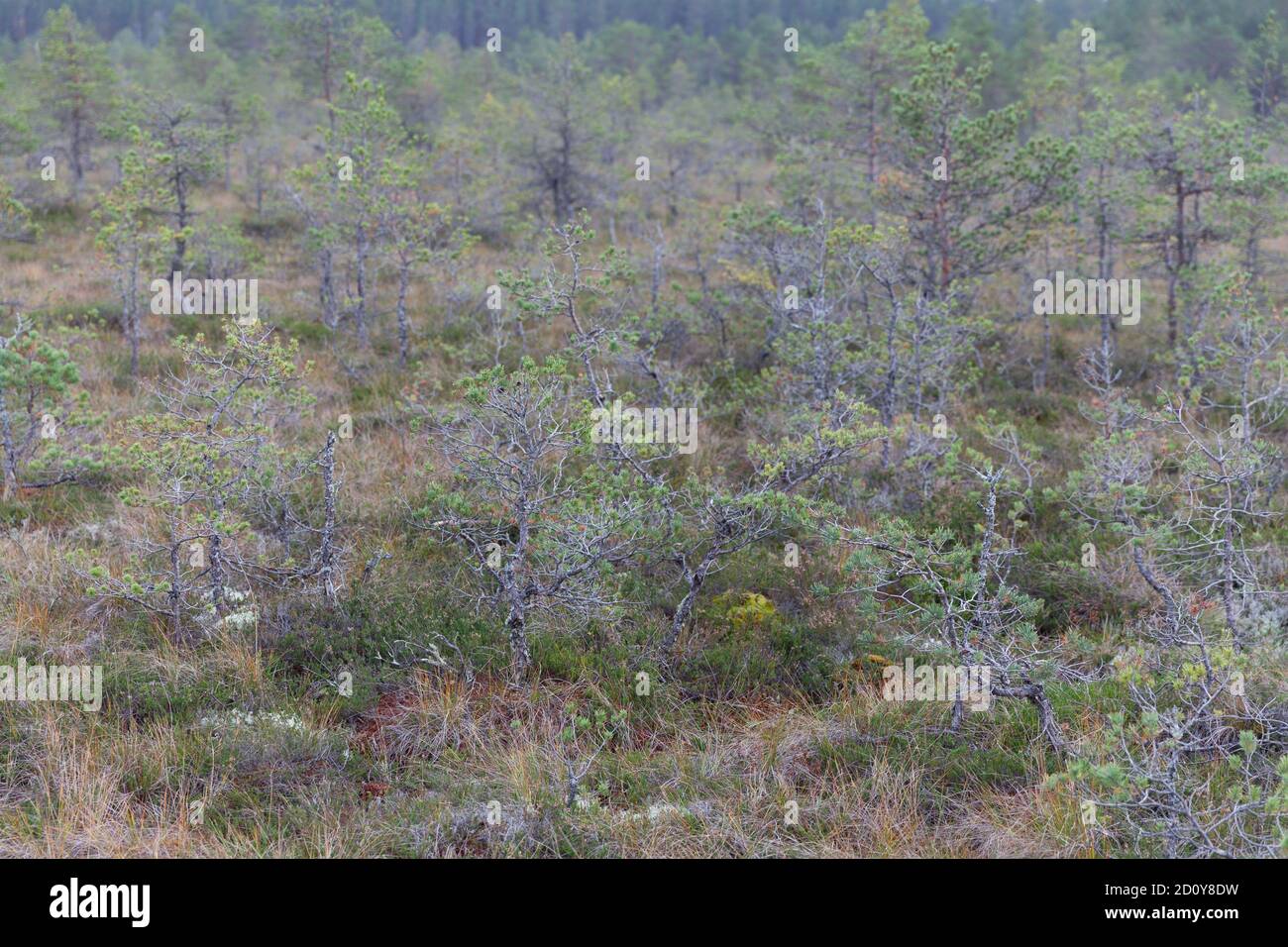 Dwarf pine trees inViru Raba, Lehemaa National Park, Estonia Stock ...