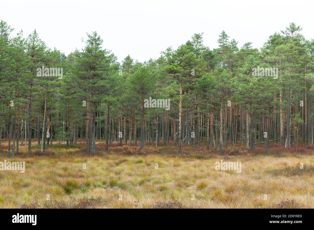 Dwarf pine trees inViru Raba, Lehemaa National Park, Estonia Stock ...