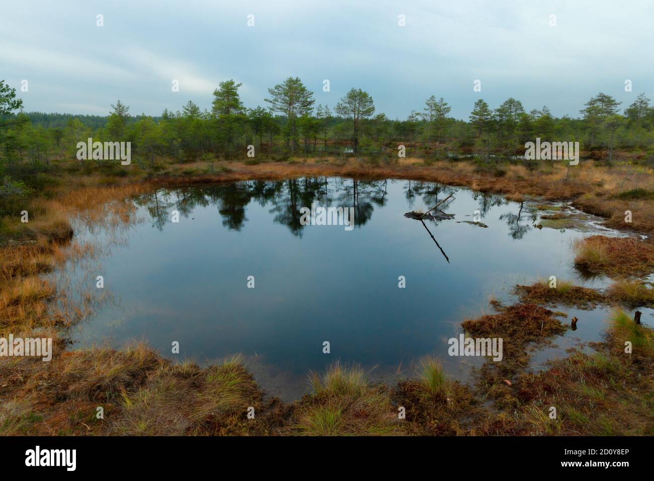 Lake in Viru Raba, Lehemaa National Park, Estonia Stock Photo - Alamy
