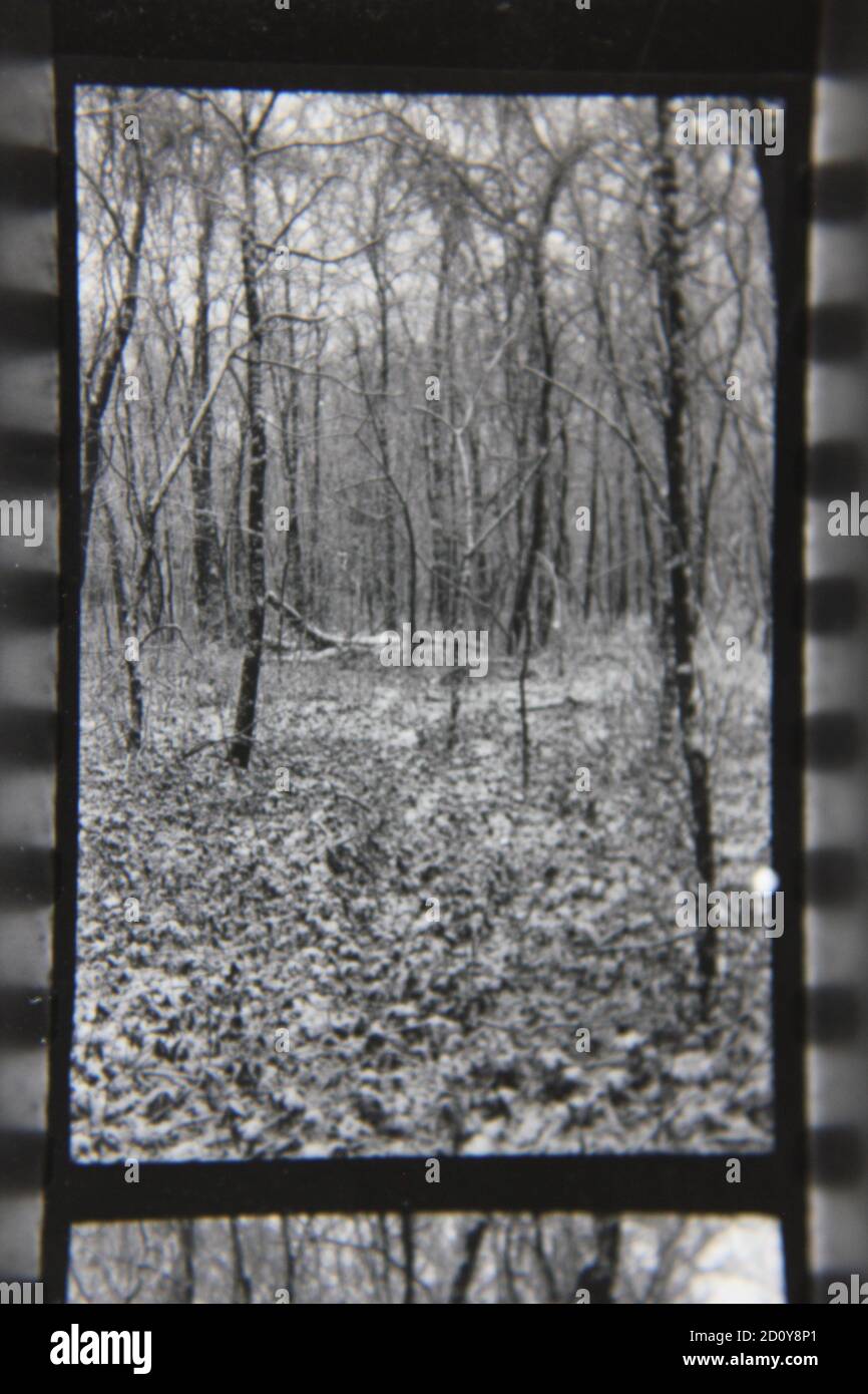 Fine 1970s vintage black and white photography of a wildwoods forest ...