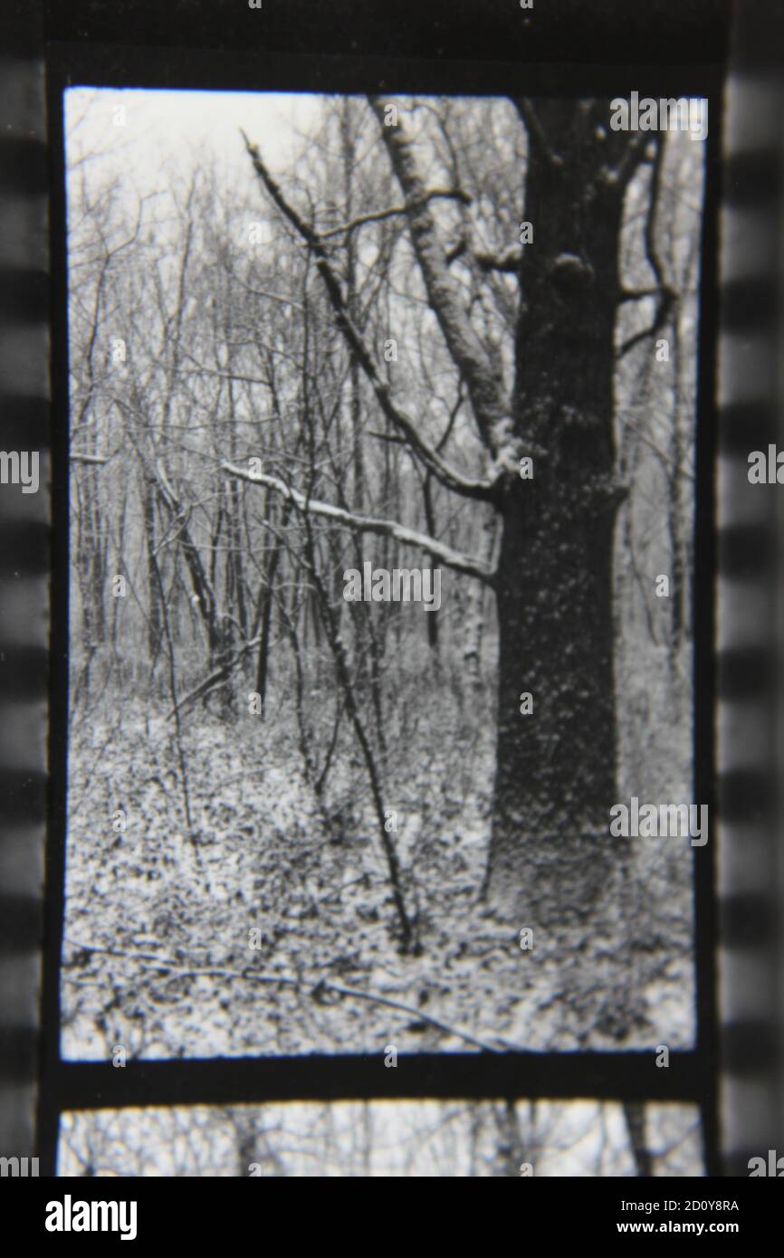 Fine 1970s vintage black and white photography of a wildwoods forest ...