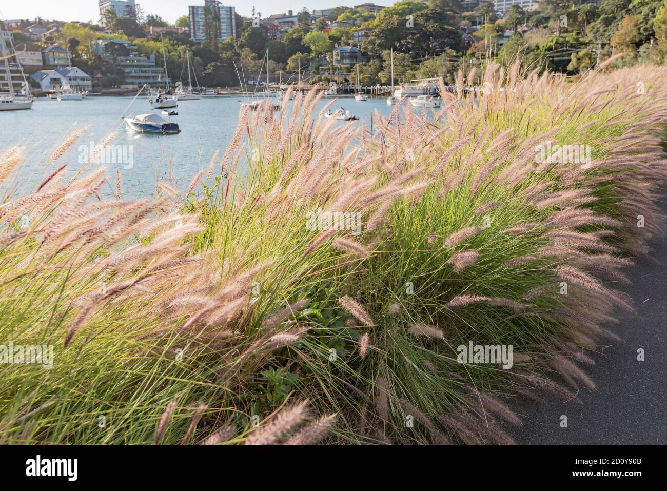 A low hedge of Nafray (Pennisetum alopecuroides) borders a path in the ...