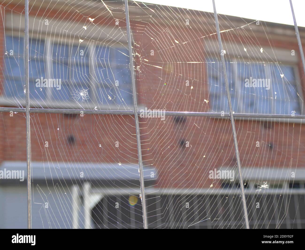 spider web on a construction fence Stock Photo - Alamy
