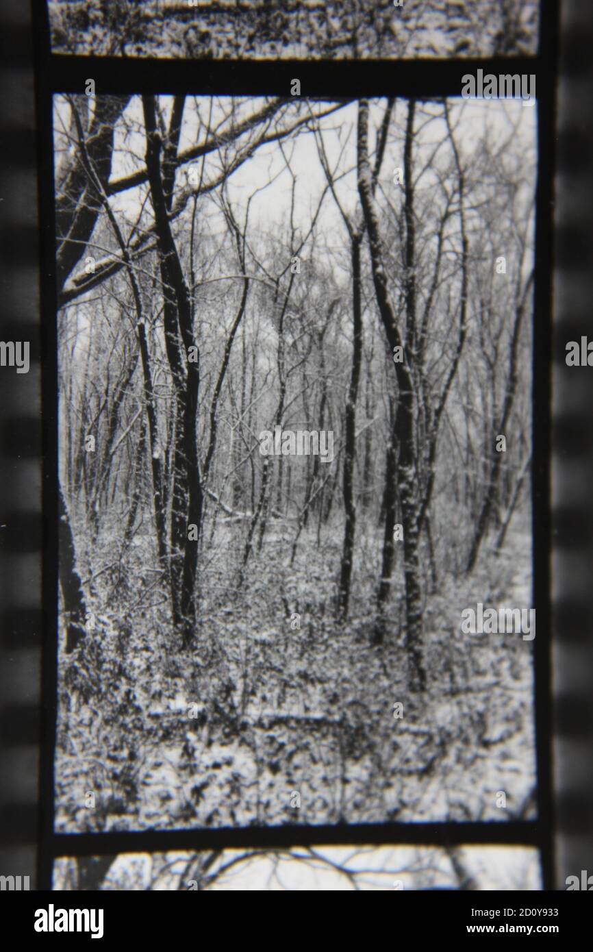 Fine 1970s vintage black and white photography of a wildwoods forest ...
