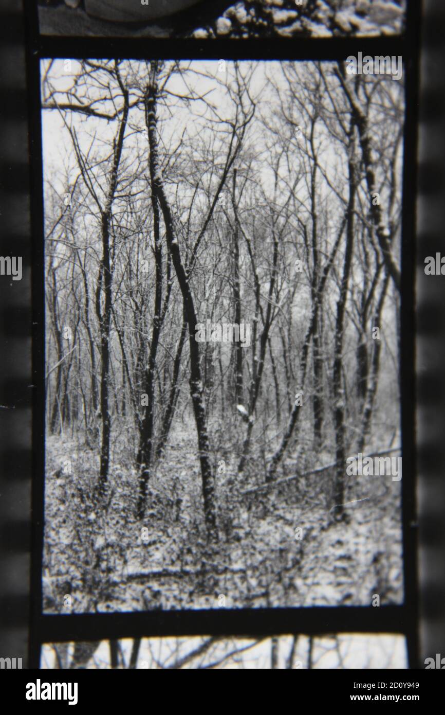 Fine 1970s vintage black and white photography of a wildwoods forest ...