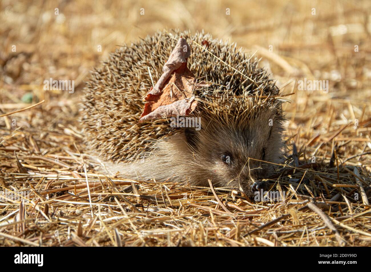 Hedgehog forest spain hi-res stock photography and images - Alamy