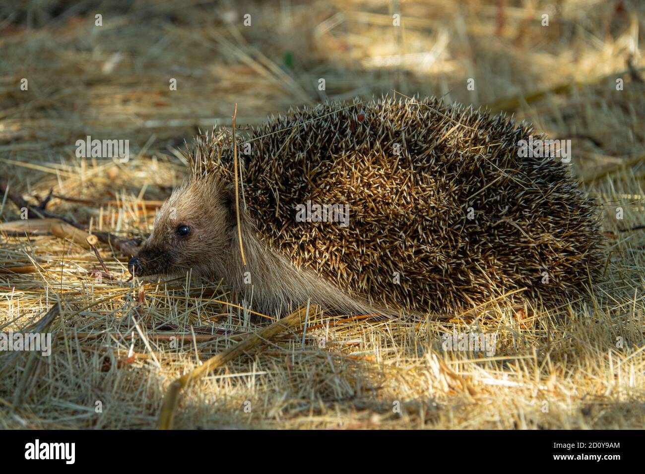 Hedgehog forest spain hi-res stock photography and images - Alamy