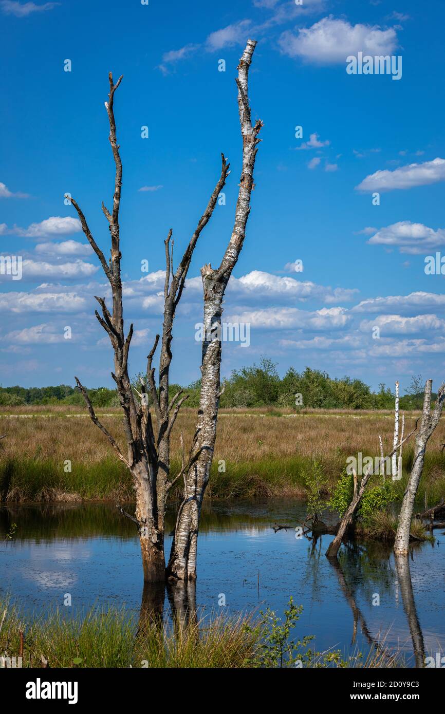 Dead tree in the swamp during summer blue sky white clouds Stock Photo ...