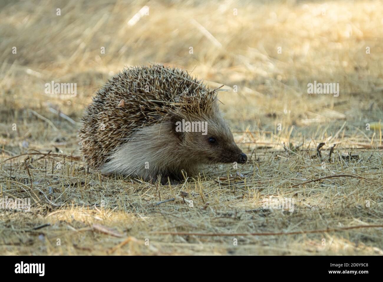 Wild animal hidding forest hi-res stock photography and images - Alamy