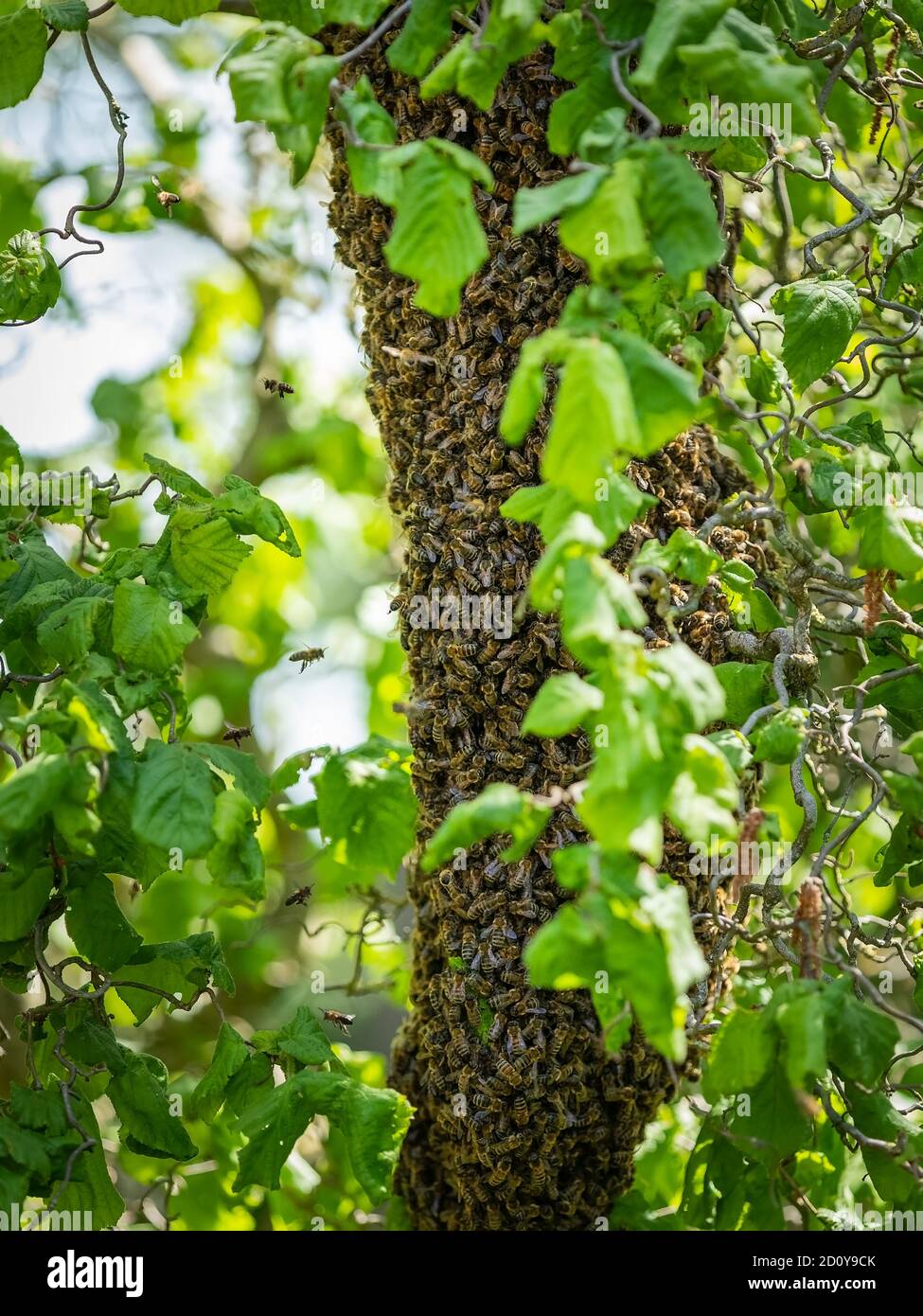 Bee colony group in tree Stock Photo - Alamy