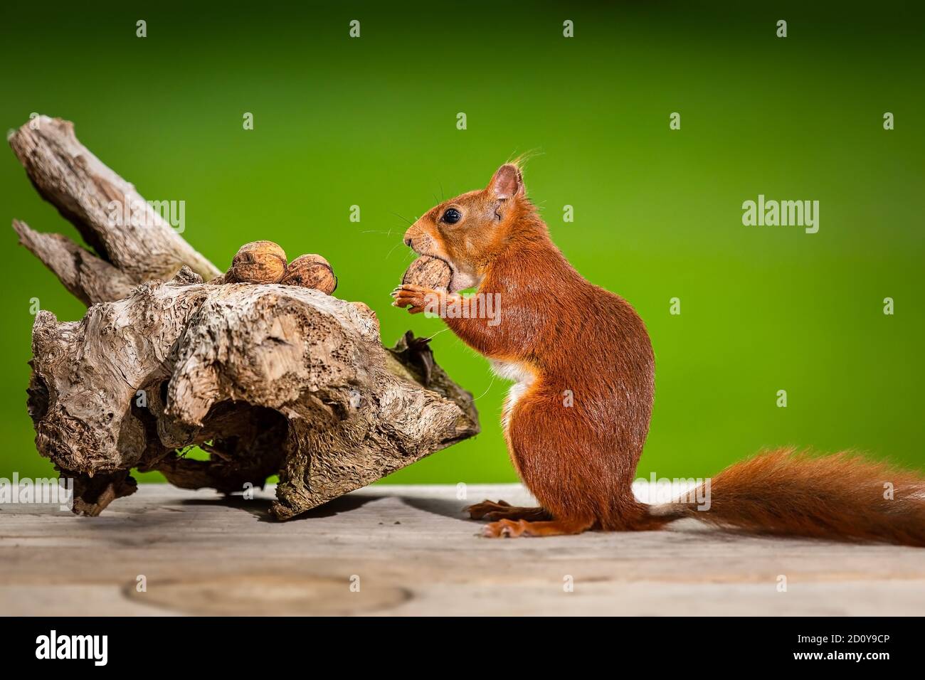 Adorable squirrel hi-res stock photography and images - Alamy