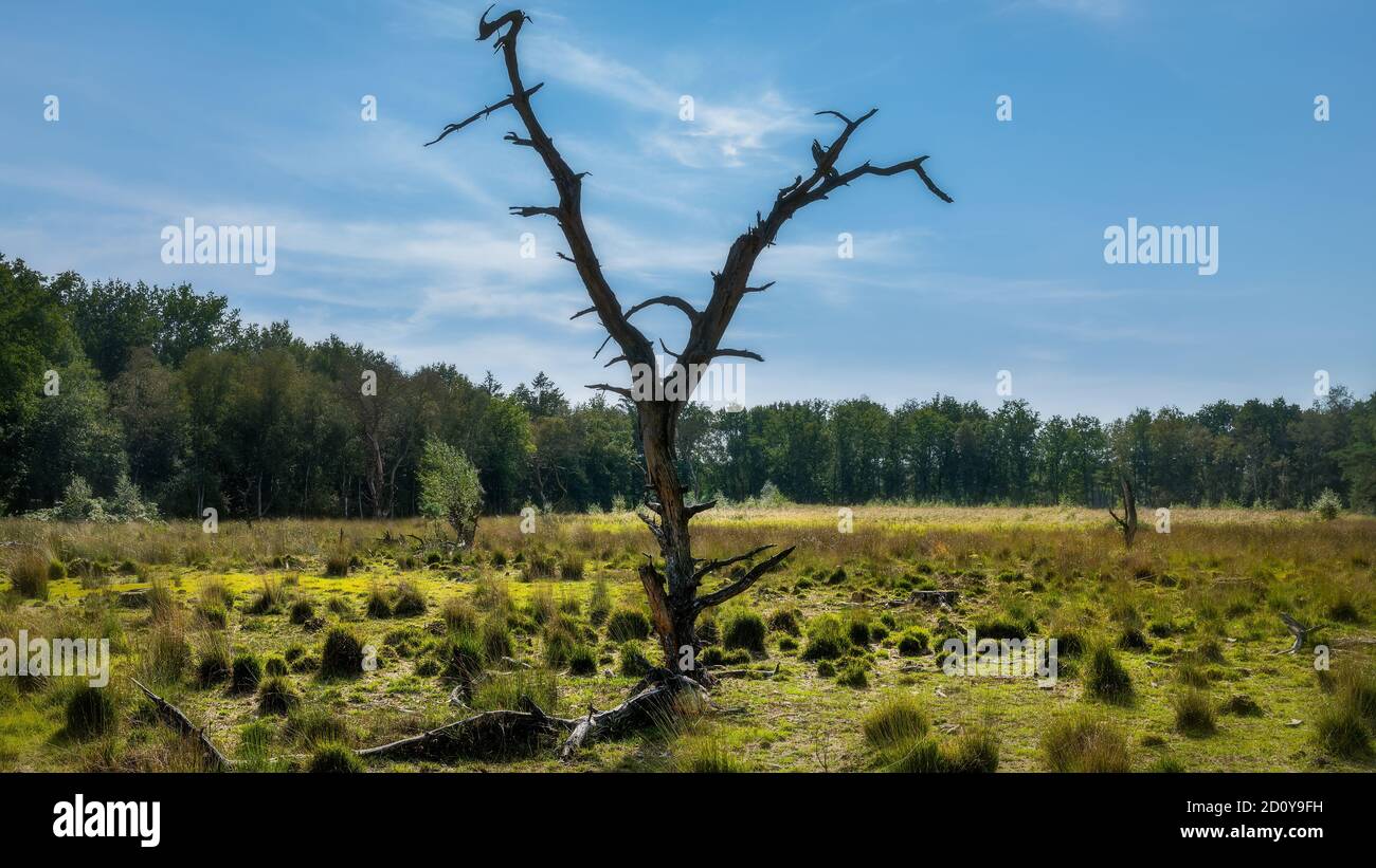 Dead old tree on the moor solitude Stock Photo - Alamy