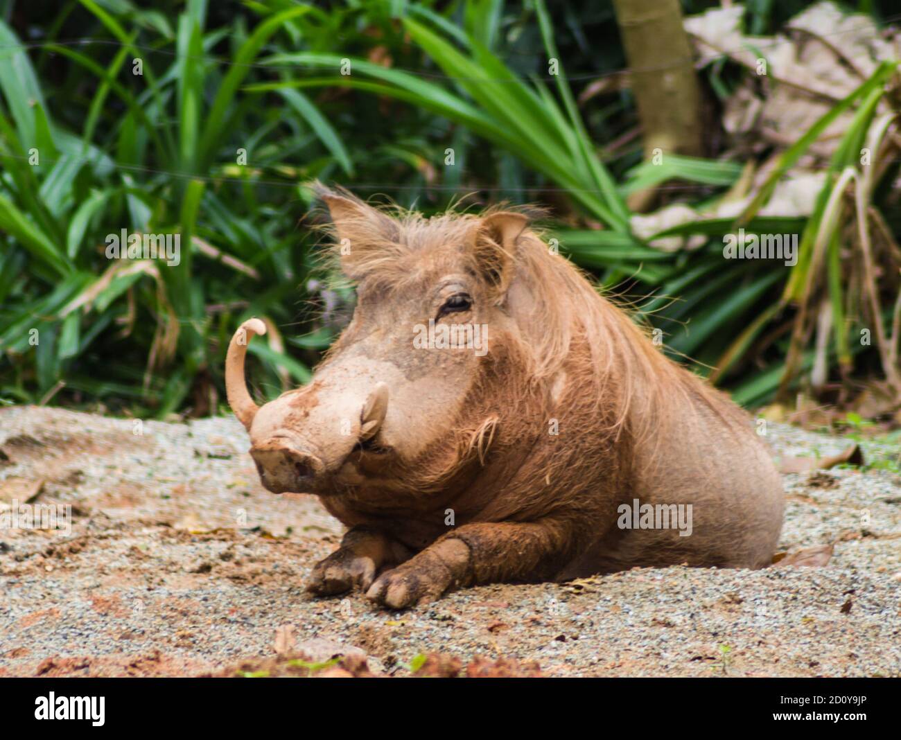 wild pig in a zoo of Singapore Stock Photo - Alamy