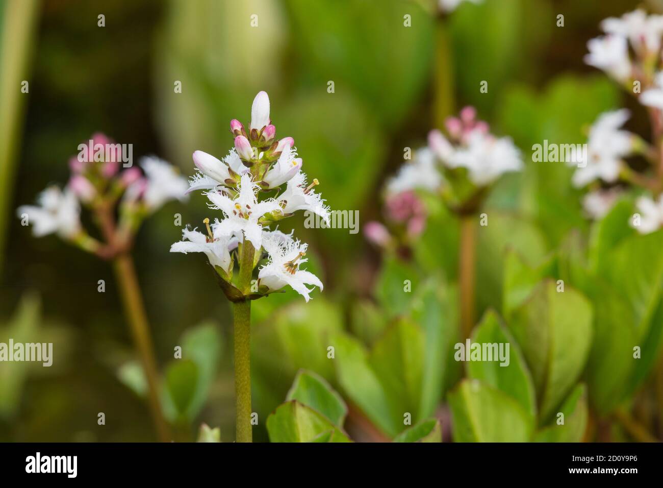 Menyanthes trifoliata hi-res stock photography and images - Alamy