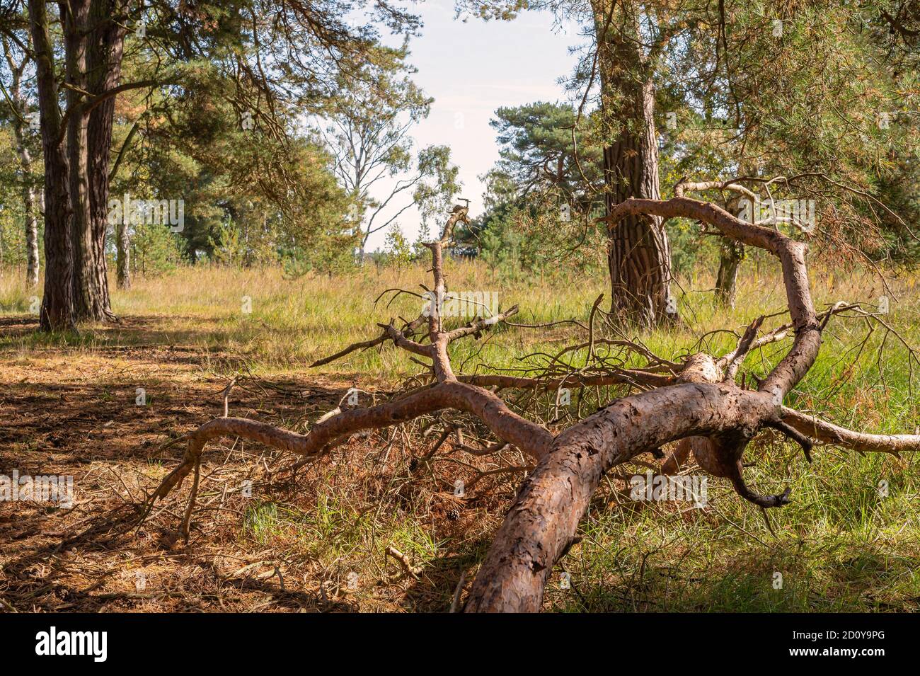Early autumn on Strensall Common in Yorkshire. A rotting tree branch is ...