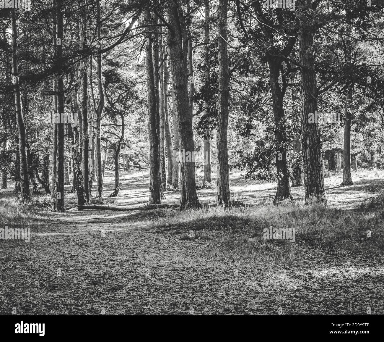 Pine trees in a woodland. The sunshine throws dappled light and long ...