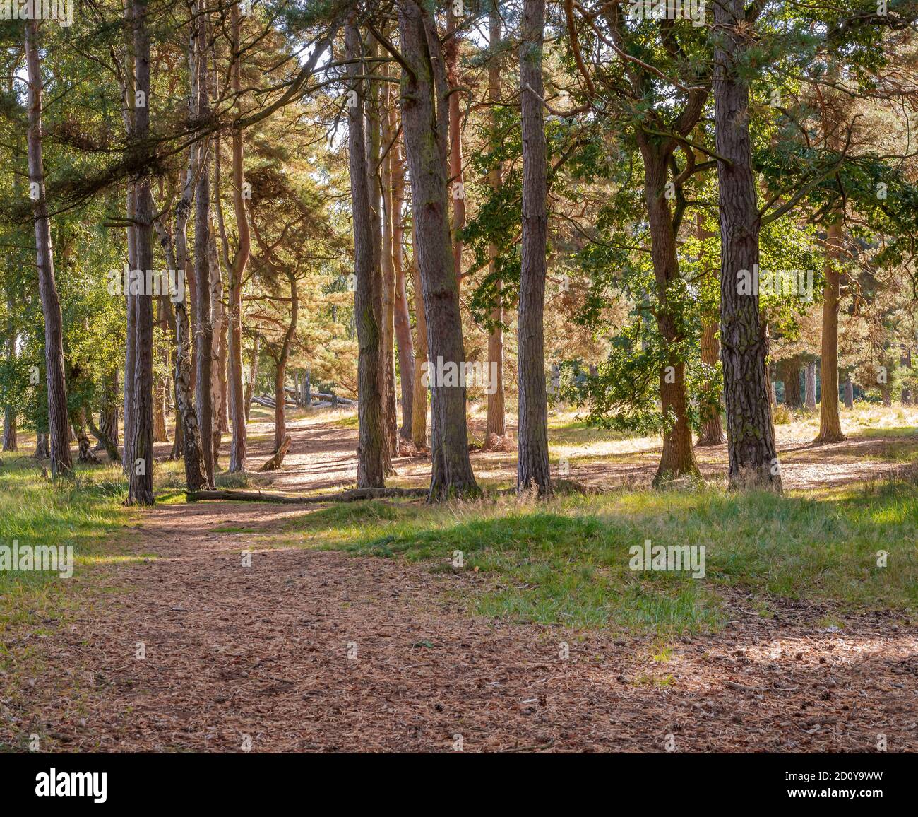 Pine trees in a woodland. The sunshine throws dappled light and long ...