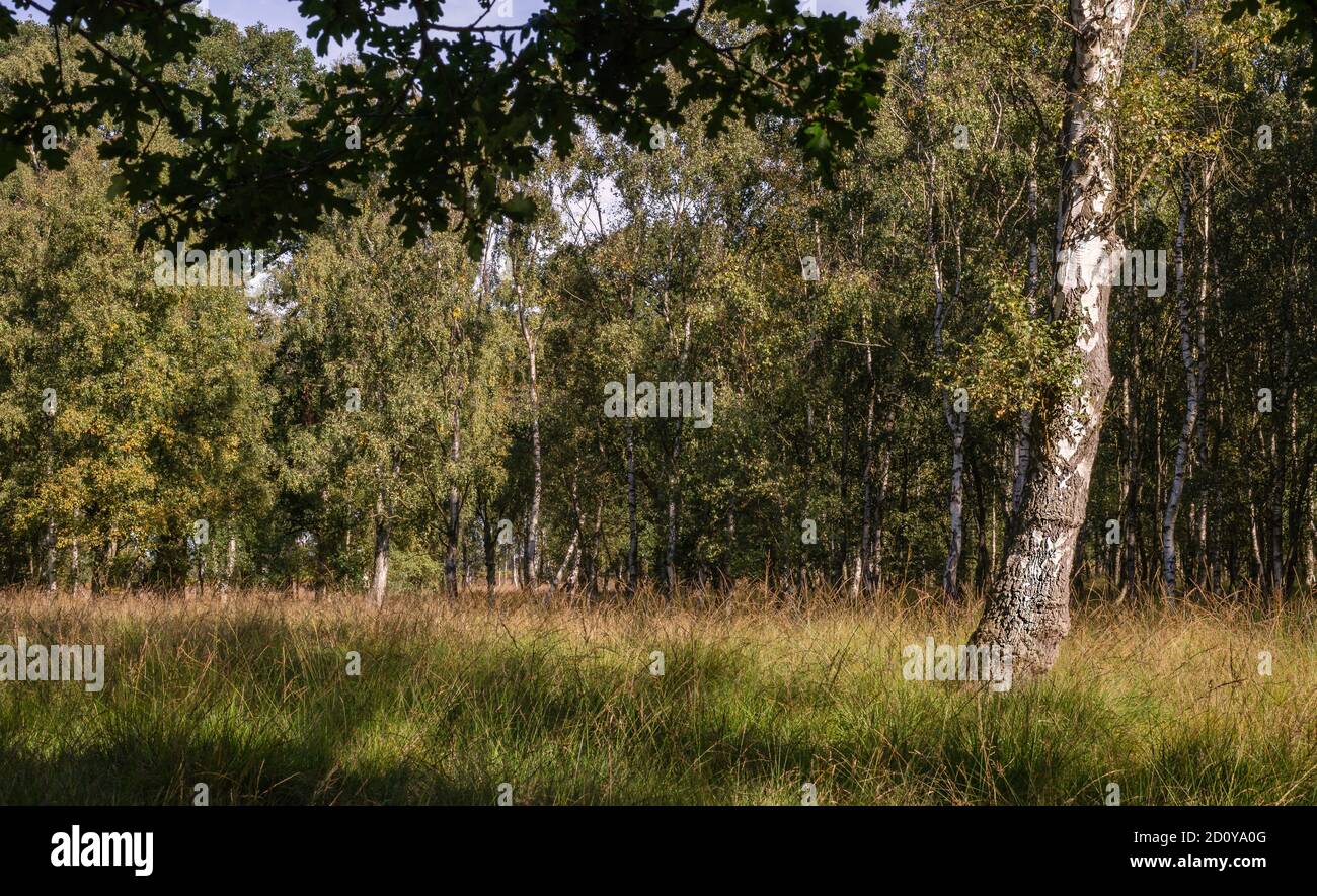 The trunk of a silver birch tree is in the foreground leading to a ...