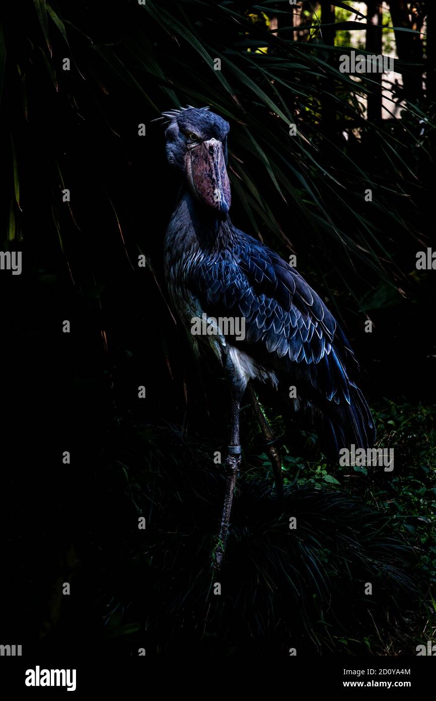 Shoebill bird hi-res stock photography and images - Alamy