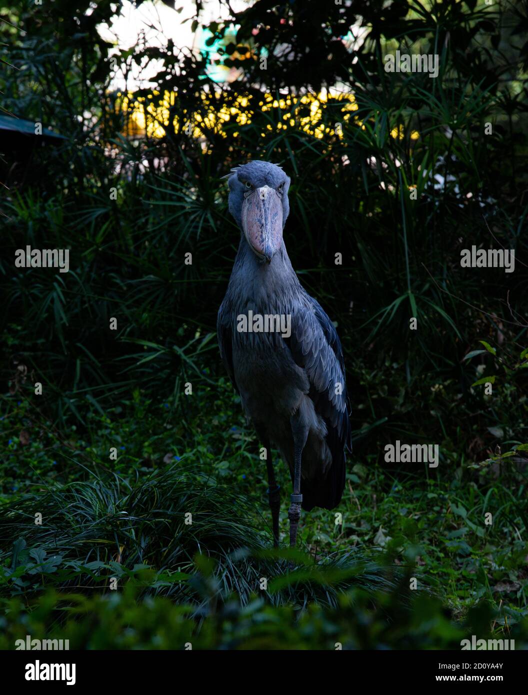 Shoebill bird hi-res stock photography and images - Alamy