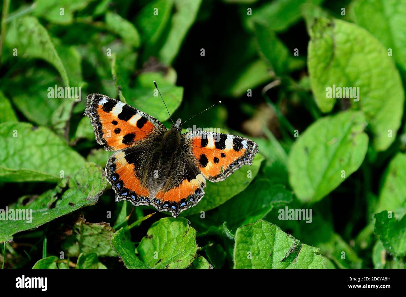Tortoiseshell wing pattern hi-res stock photography and images - Alamy