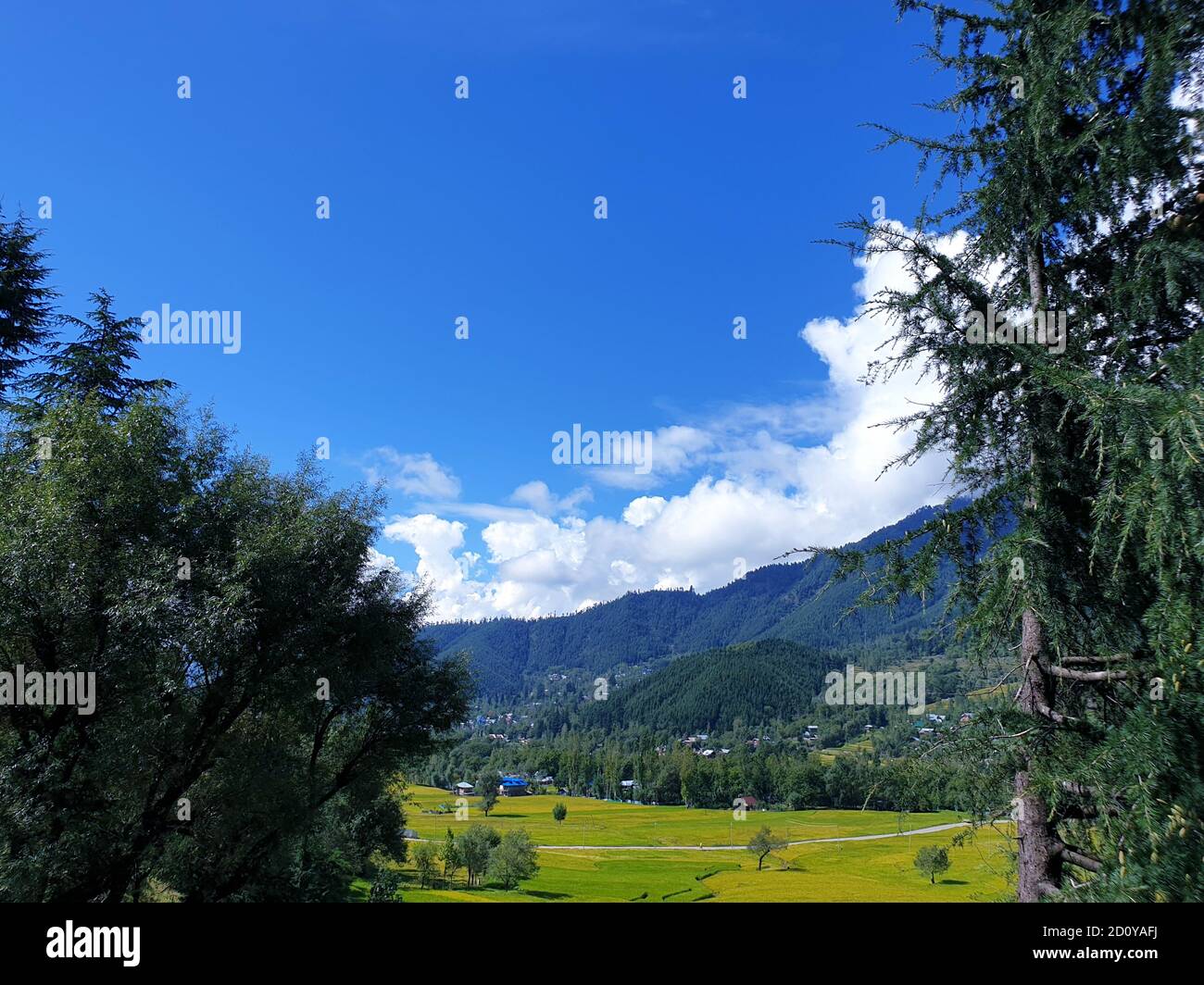 Paddy fields golden yellow and green. landscape nature huge beautiful ...