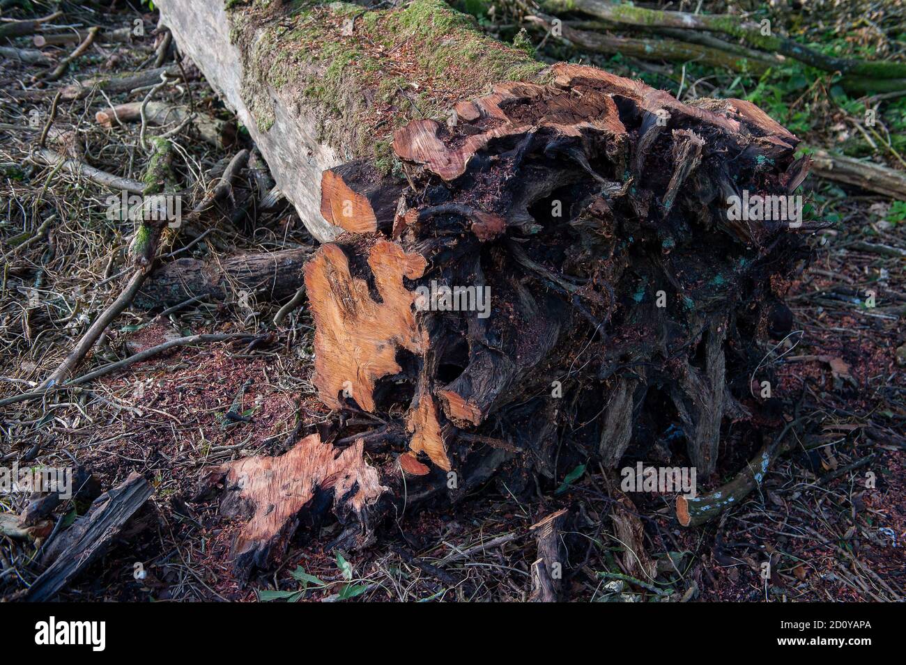 Denham, UK. 28th September, 2020. A tree graveyard with the remains of ...