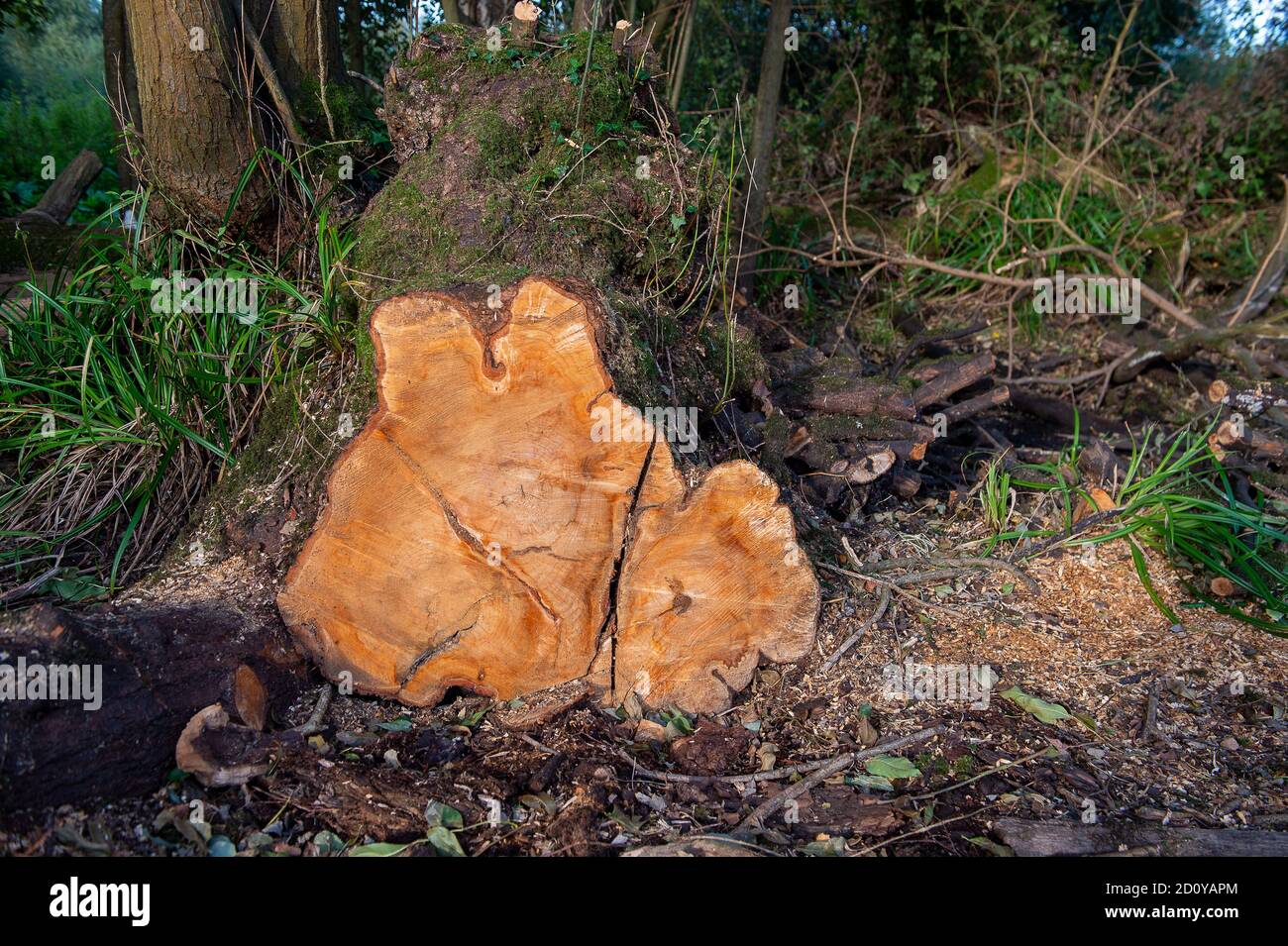 Denham, UK. 28th September, 2020. A tree graveyard with the remains of ...