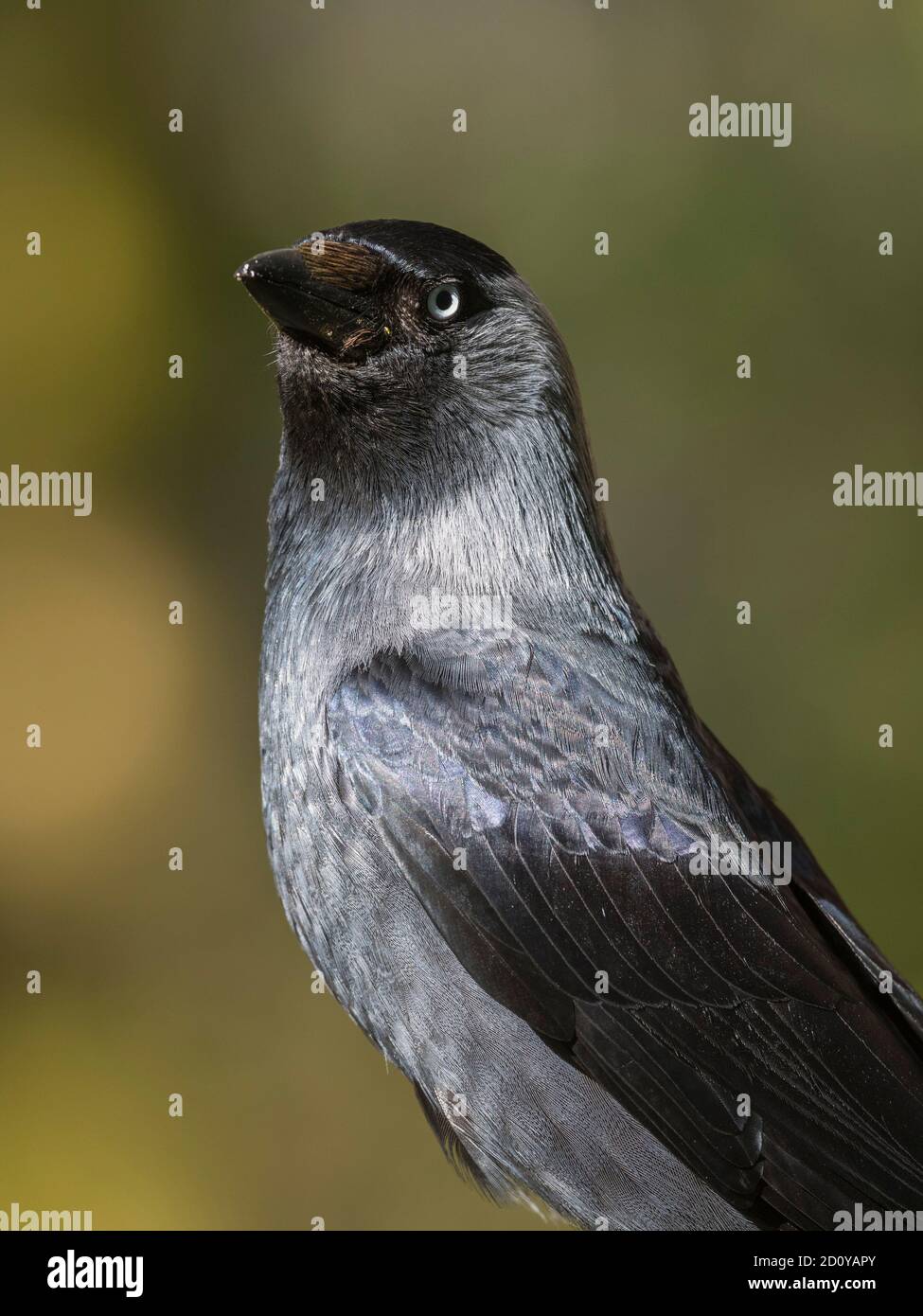 Jackdaw scotland hi-res stock photography and images - Alamy