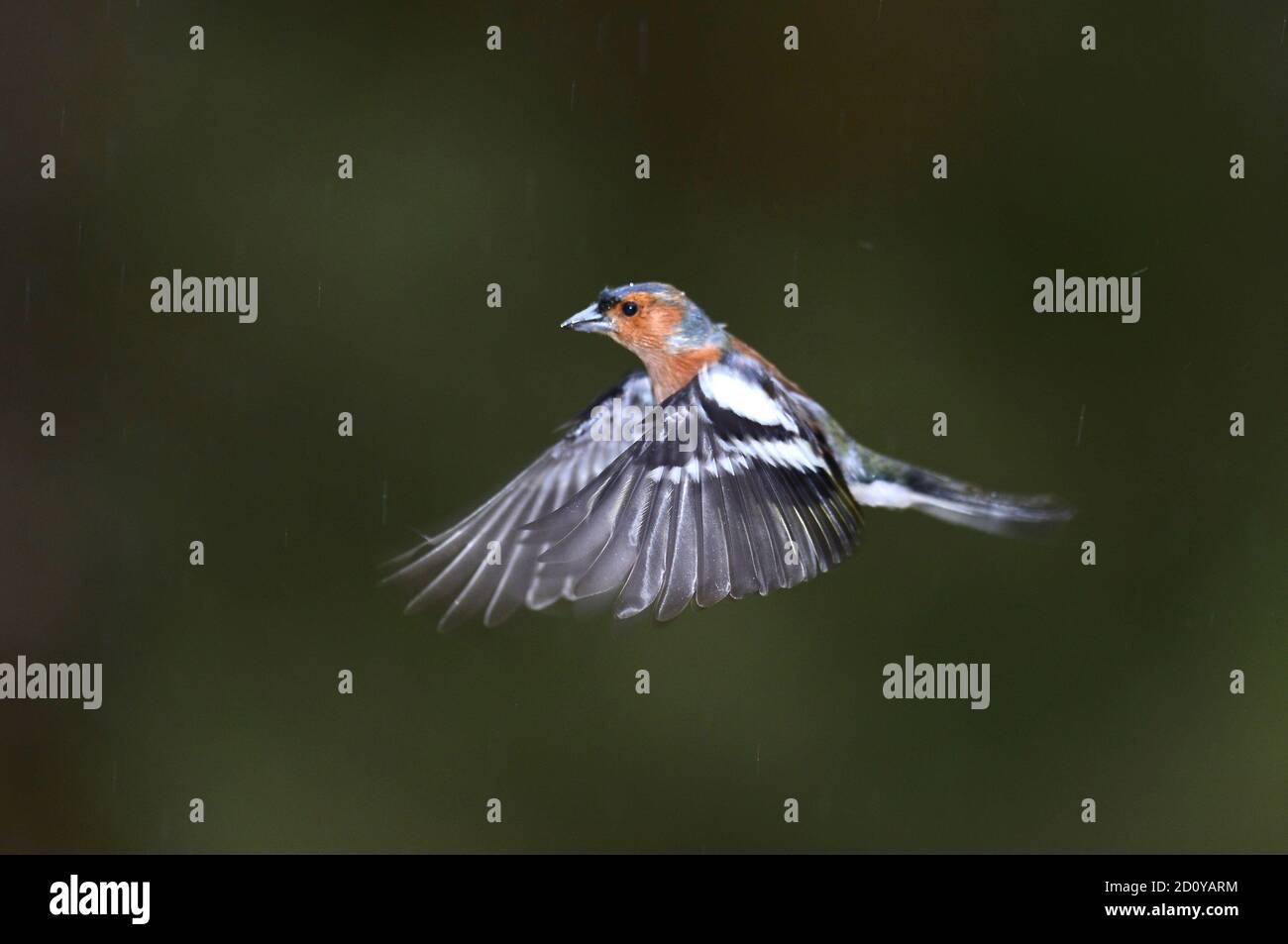 British chaffinches hi-res stock photography and images - Alamy