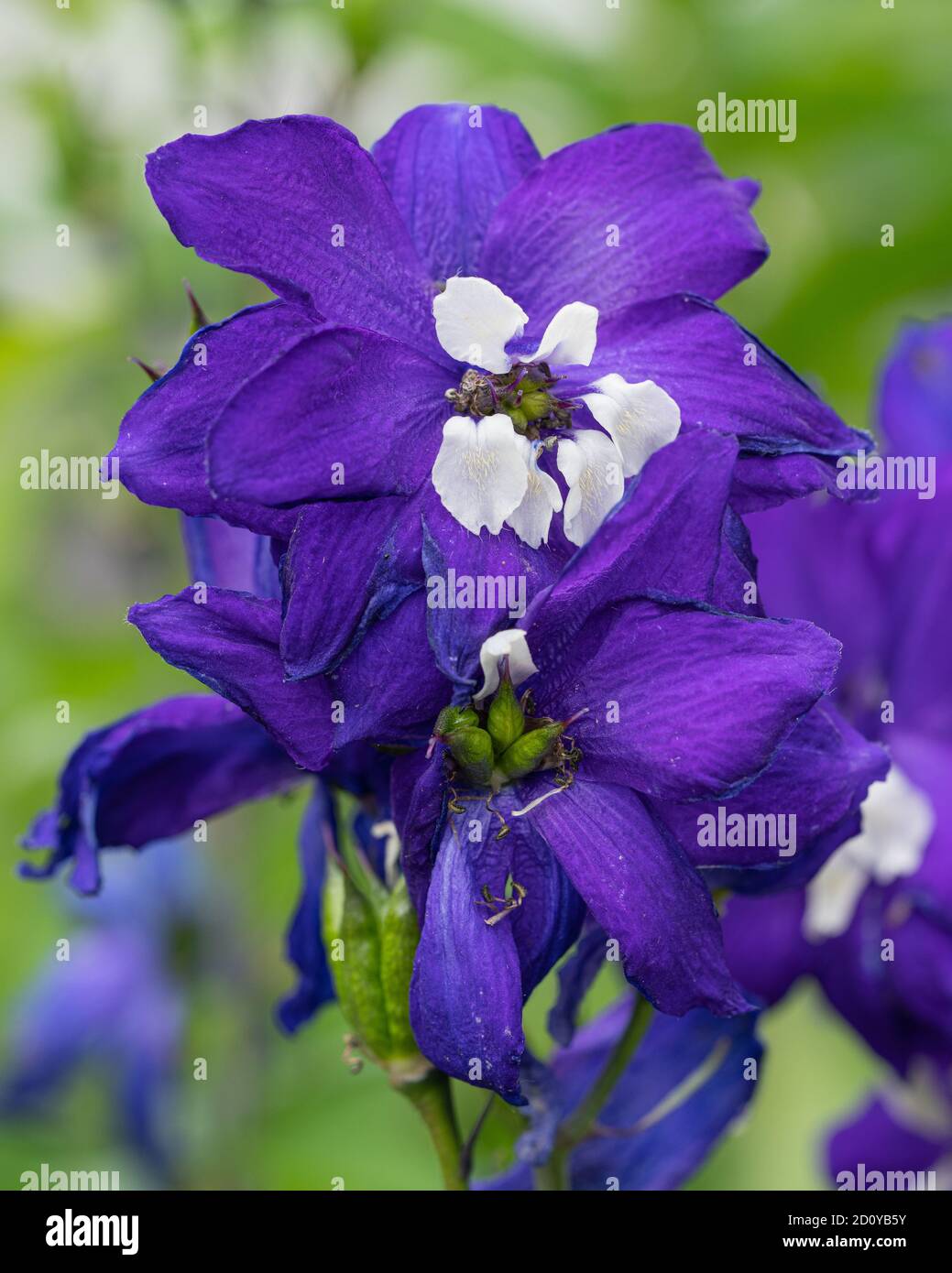 Candle larkspur delphinium elatum hi-res stock photography and images ...