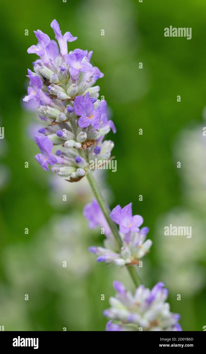 Lavender (Lavandula angustifolia), close up of the flower head Stock ...