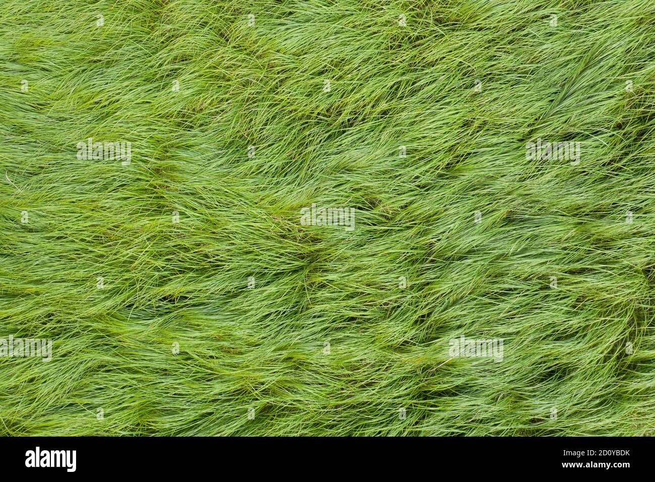 Wild Grass Texture
