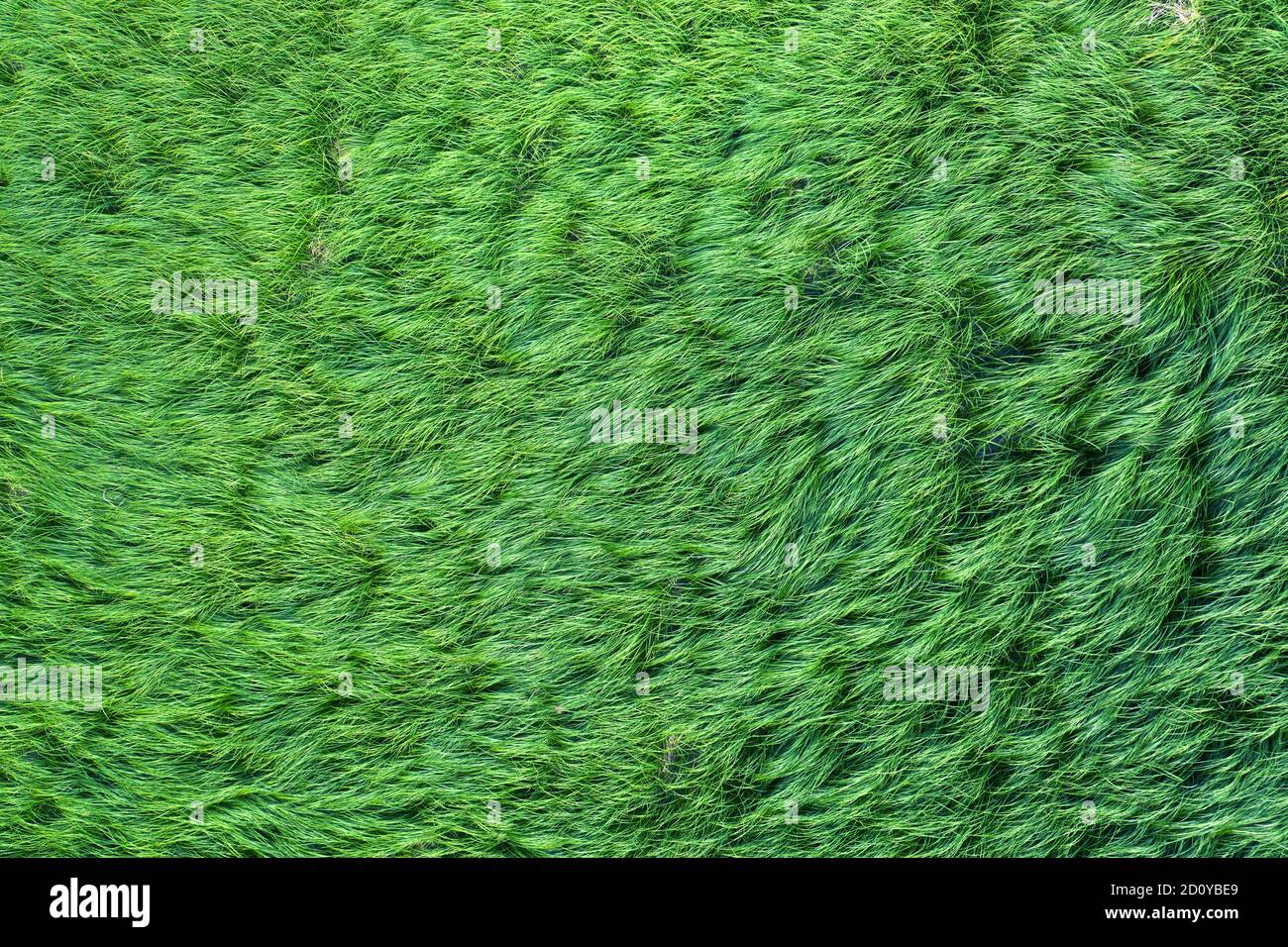texture of wild grass on the meadow Stock Photo - Alamy