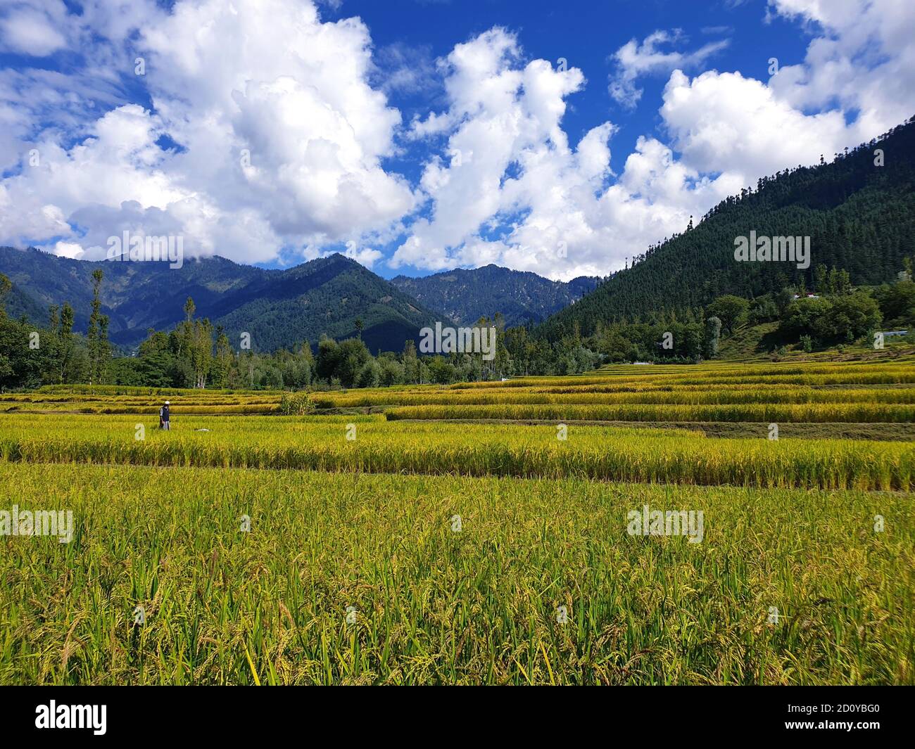 Paddy fields golden yellow and green. landscape nature huge beautiful ...