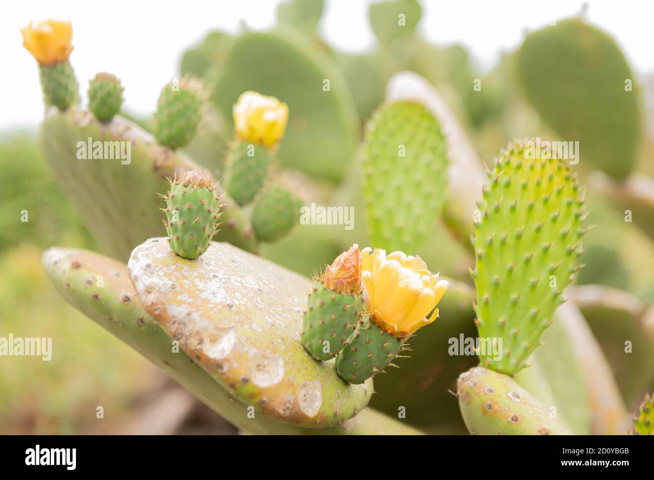 Nopal leaf hi-res stock photography and images - Alamy