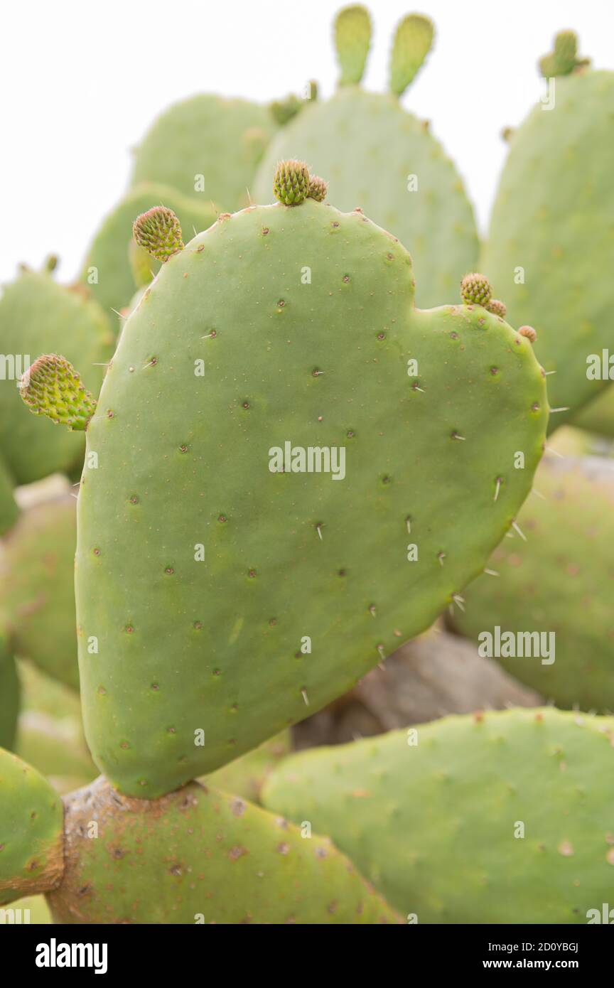 Nopal hi-res stock photography and images - Alamy