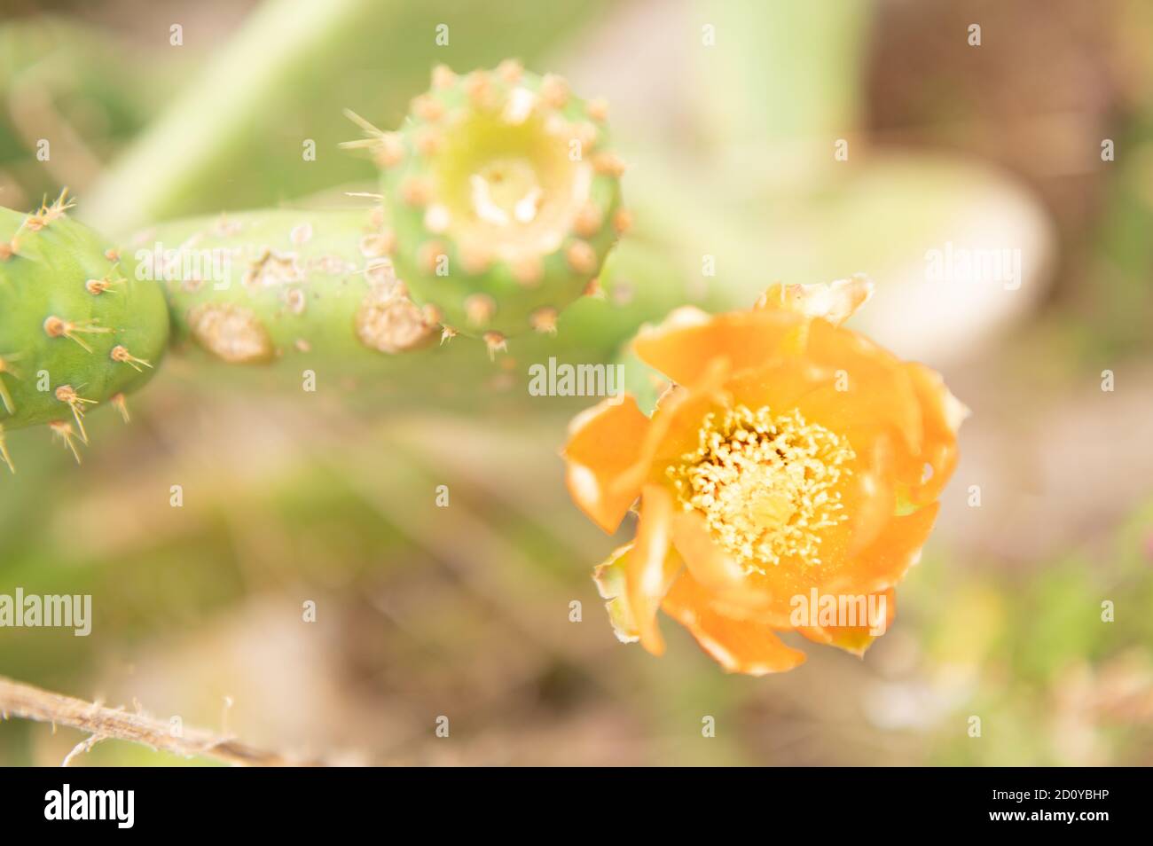 Nopal cactus hi-res stock photography and images - Alamy