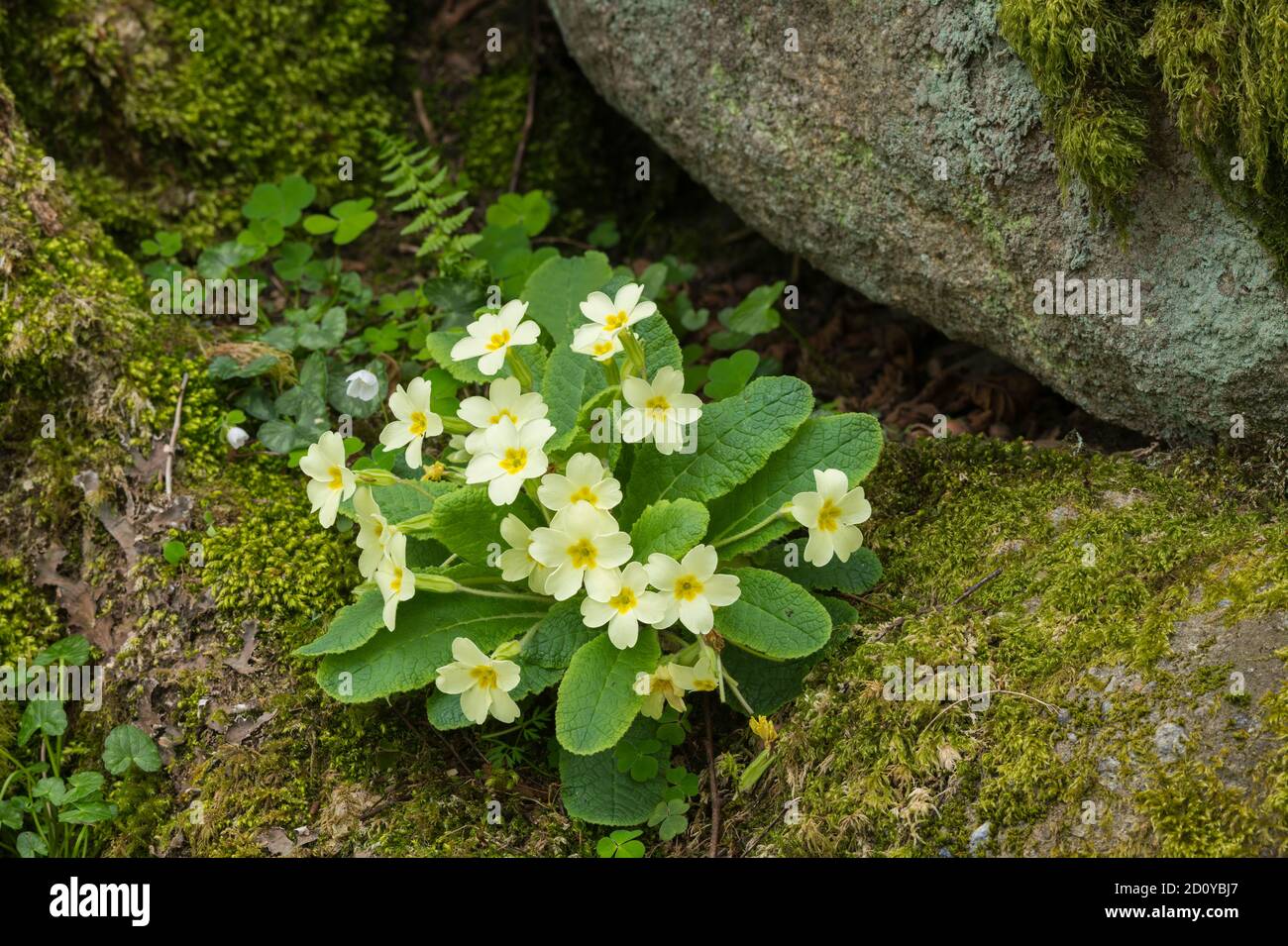 Primrose, Primula vulgaris, in woodland, Dumfries & Galloway, Scotland ...