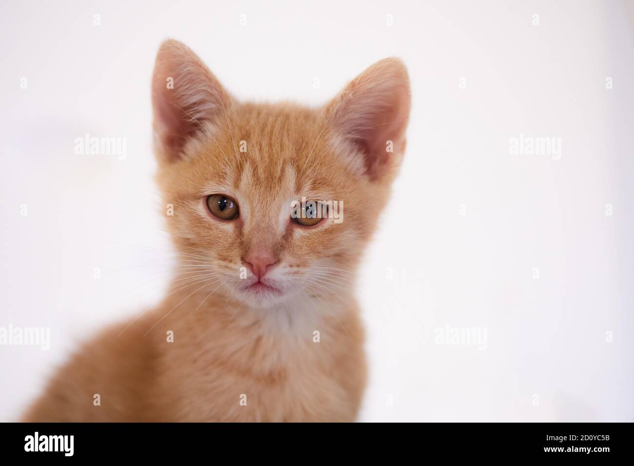 A closeup of an adorable serious tabby kitten in front of a white ...