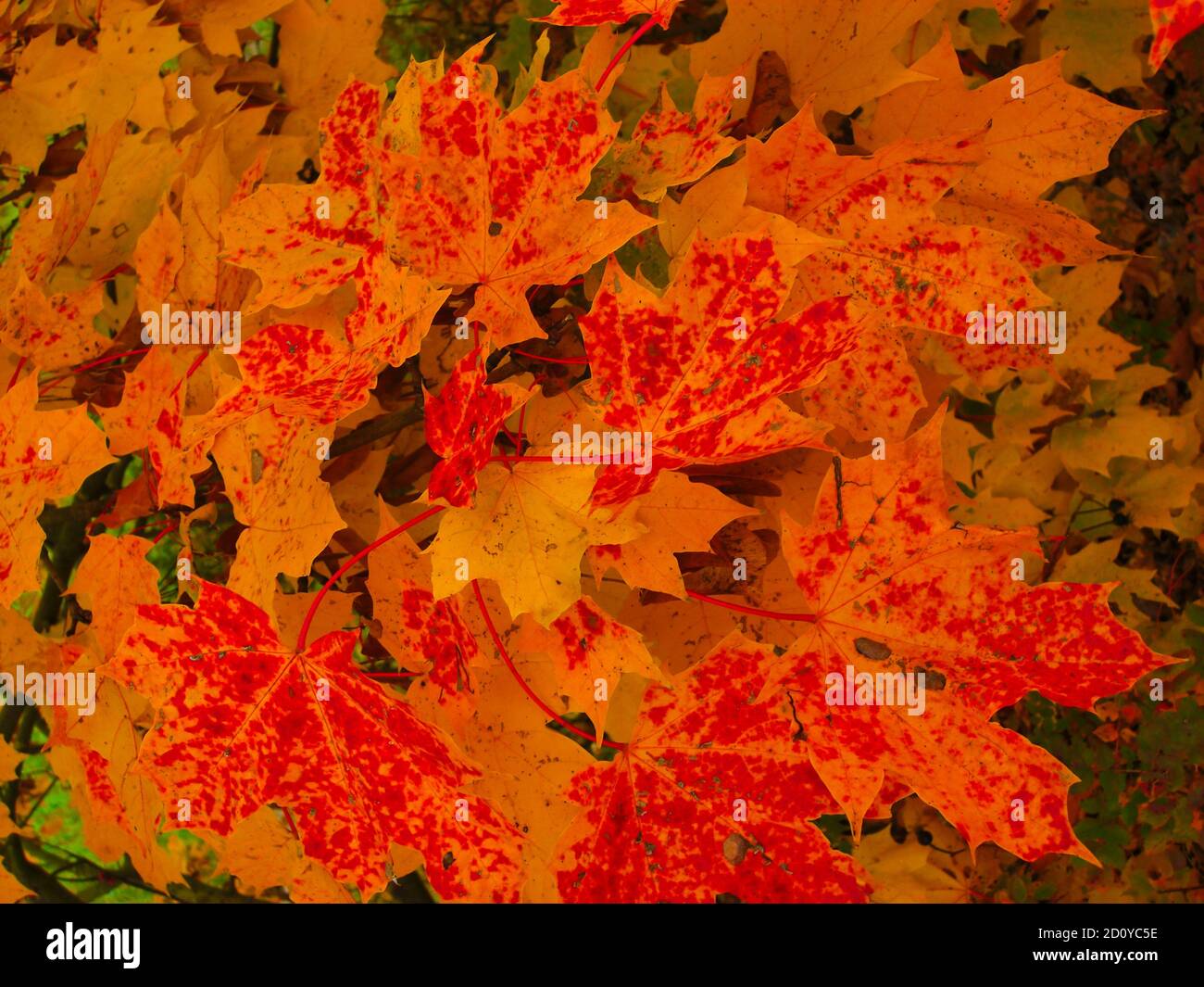 beautiful leaves of a Maple Leaf Tree in fall Stock Photo - Alamy