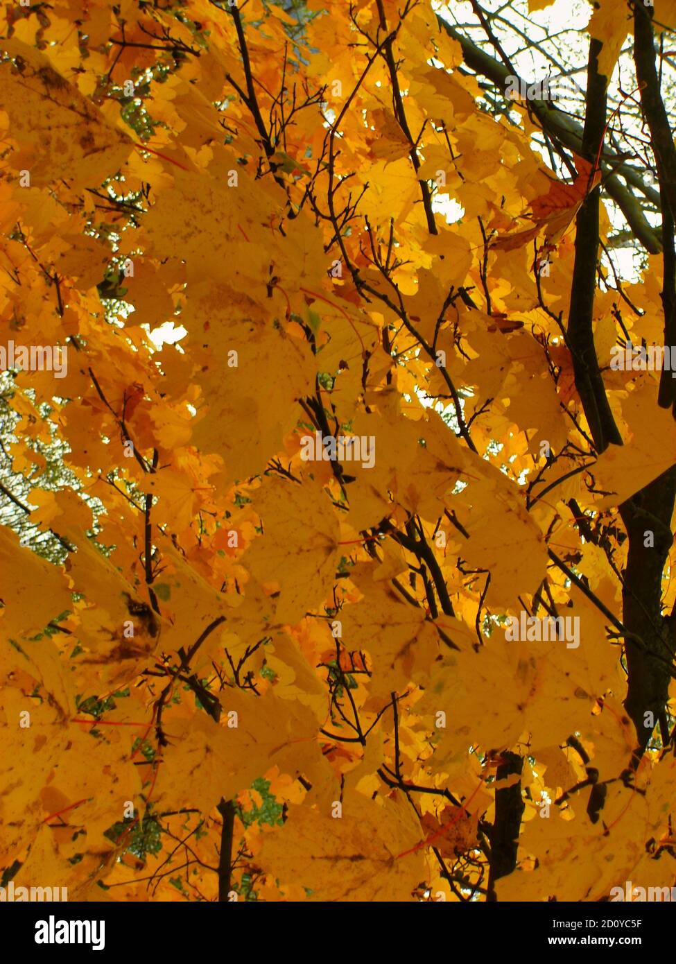 beautiful leaves of a Maple Leaf Tree in fall Stock Photo - Alamy