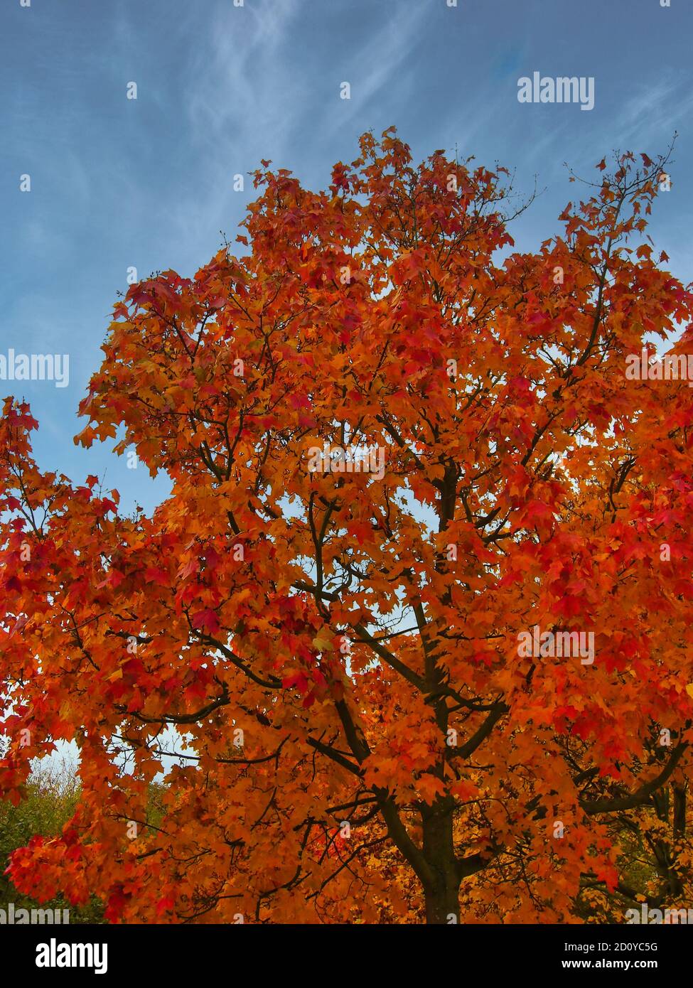 beautiful leaves of a Maple Leaf Tree in fall Stock Photo - Alamy