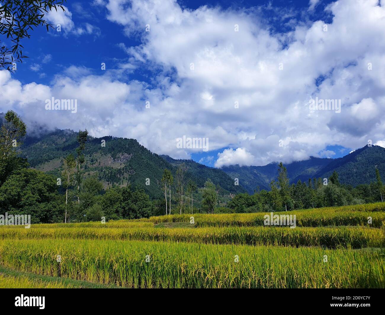 Paddy fields golden yellow and green. landscape nature huge beautiful ...