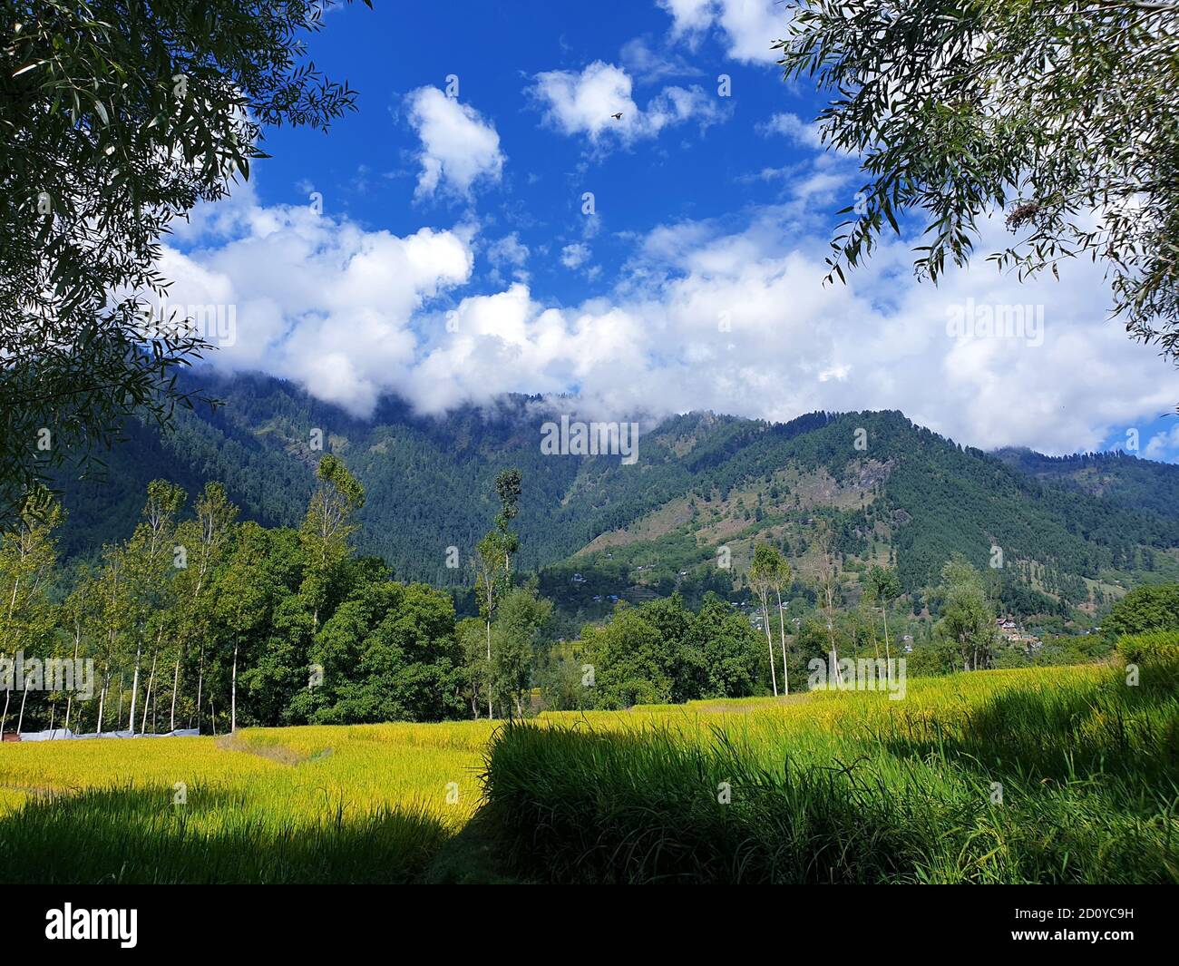 Paddy fields golden yellow and green. landscape nature huge beautiful ...